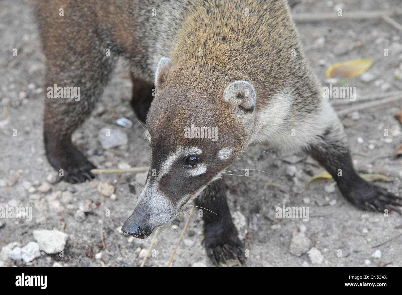 White-nosed Coati Stock Photo - Alamy
