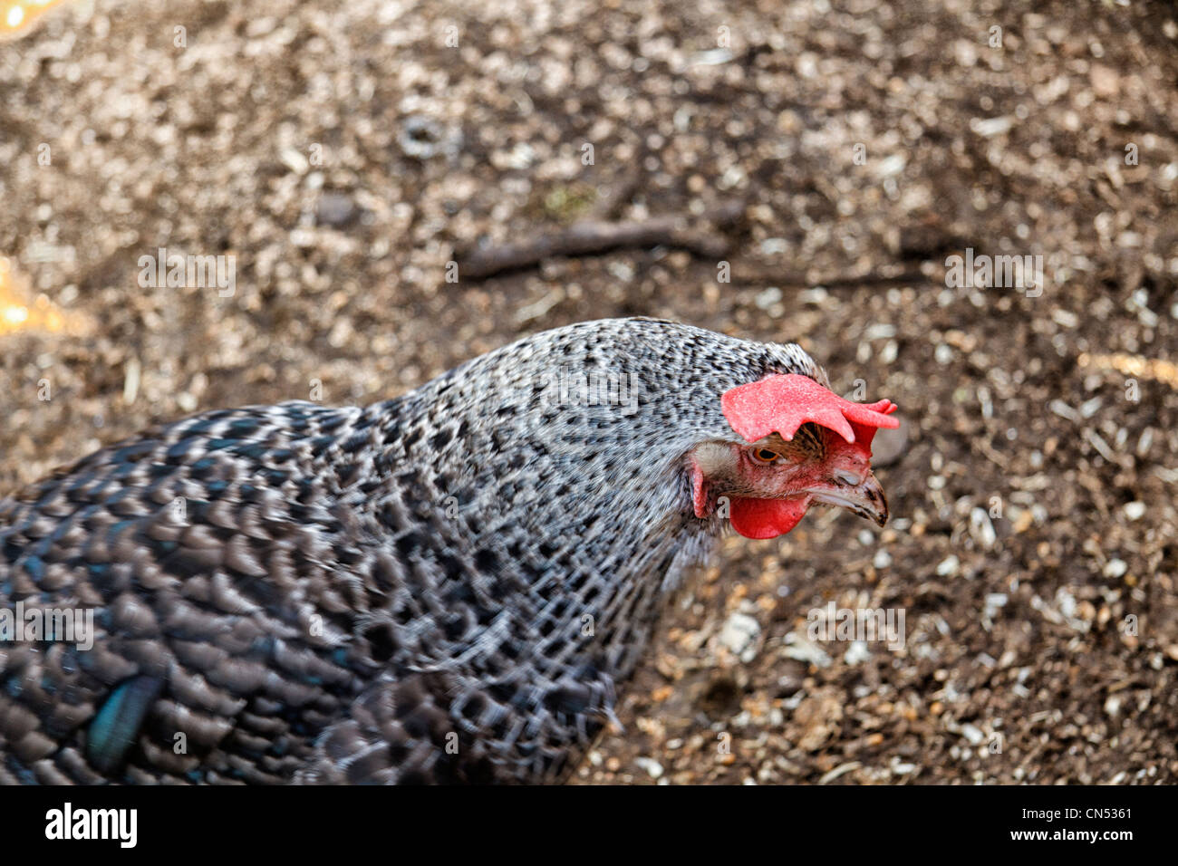 Maran chicken hi-res stock photography and images - Alamy
