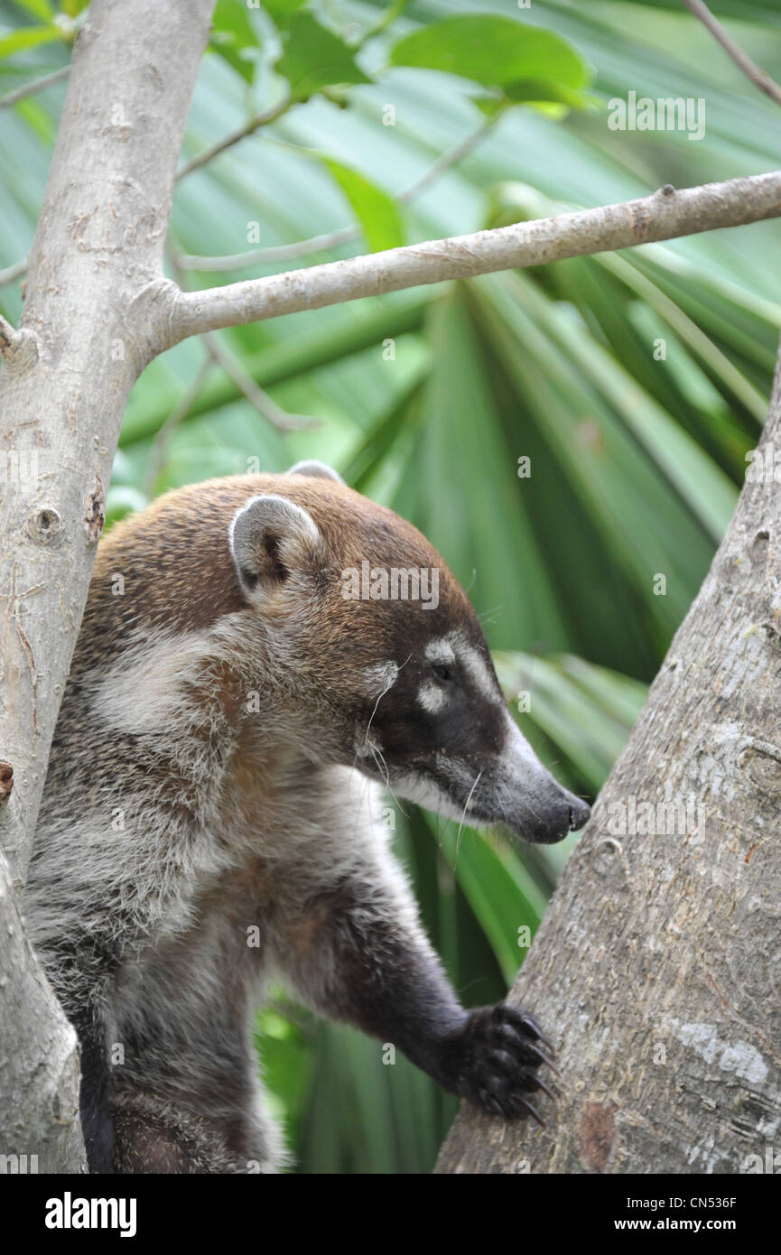 White-nosed Coati Stock Photo - Alamy