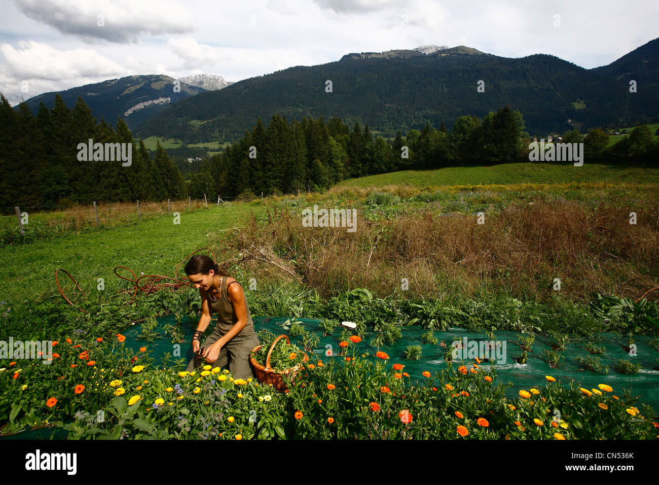 France, Isere, Chartreuse mountains, harvesting marigold (Calendula ...