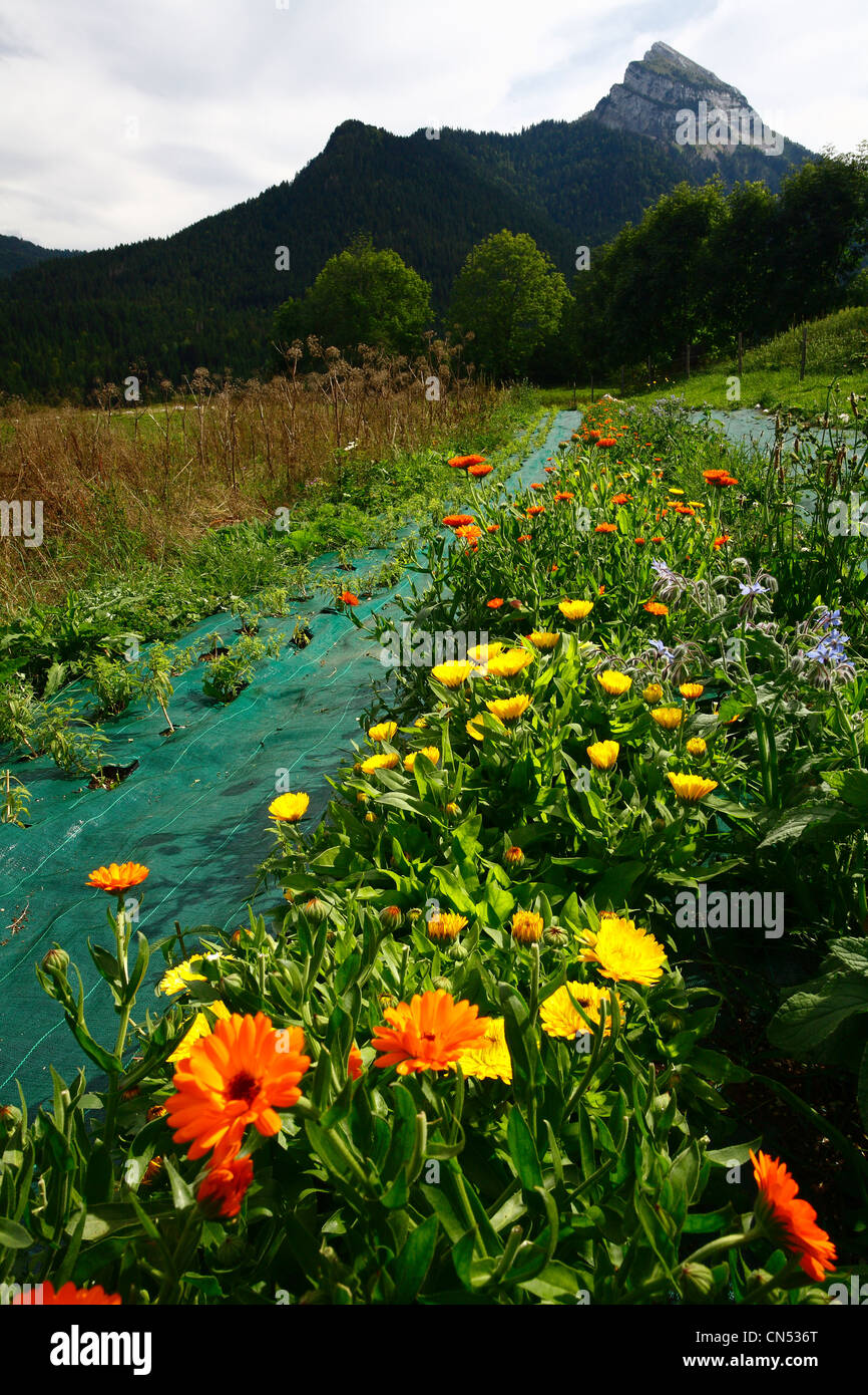 France, Isere, Chartreuse mountains, field marigold (Calendula ...