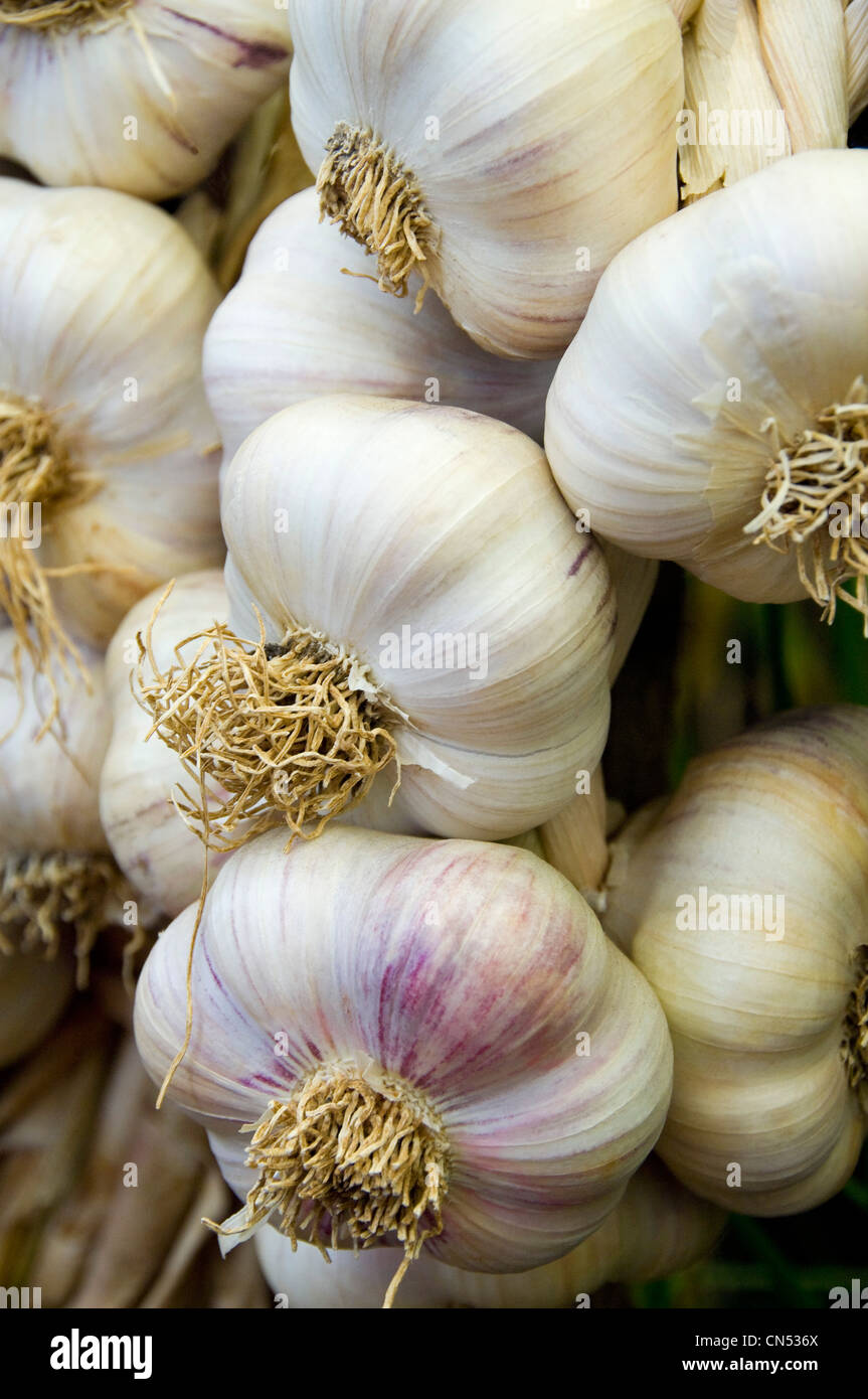 Vertical close up of lots of garlic bulbs, allium sativum, in a pile ...