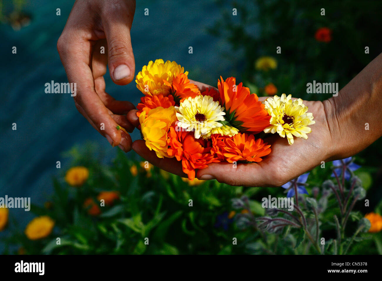 France, Isere, Chartreuse mountains, hands filled with flowers during ...