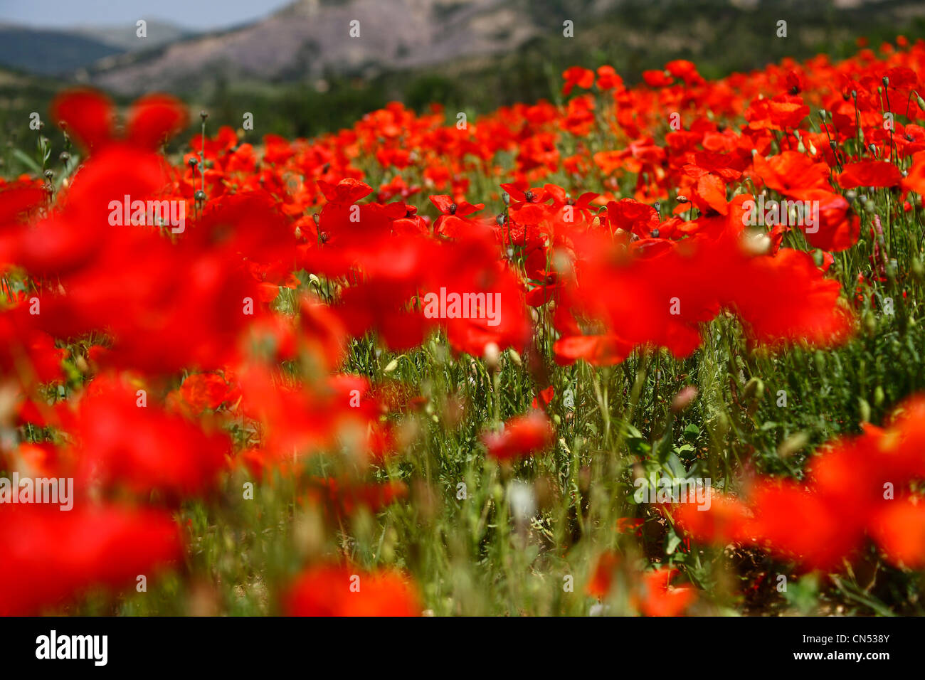 France, Hautes Alpes, Buech poppies (Papaver rhoeas Stock Photo - Alamy