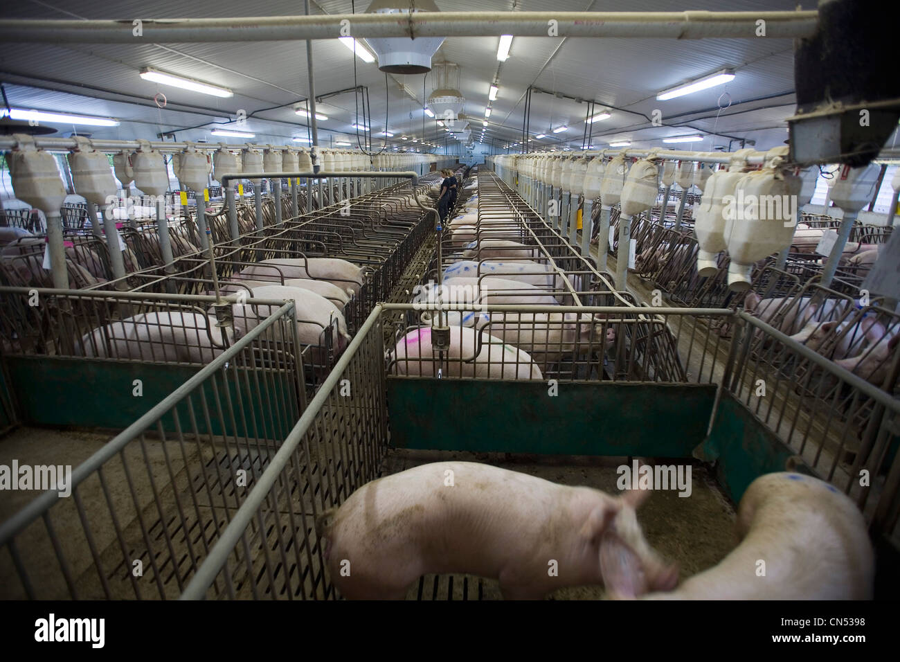 Row of pigs hi-res stock photography and images - Alamy