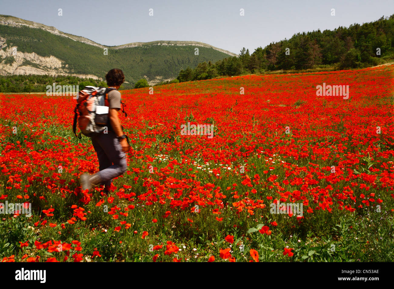 France, Hautes Alpes, Buichi, a hiker crosses a field of poppies ...