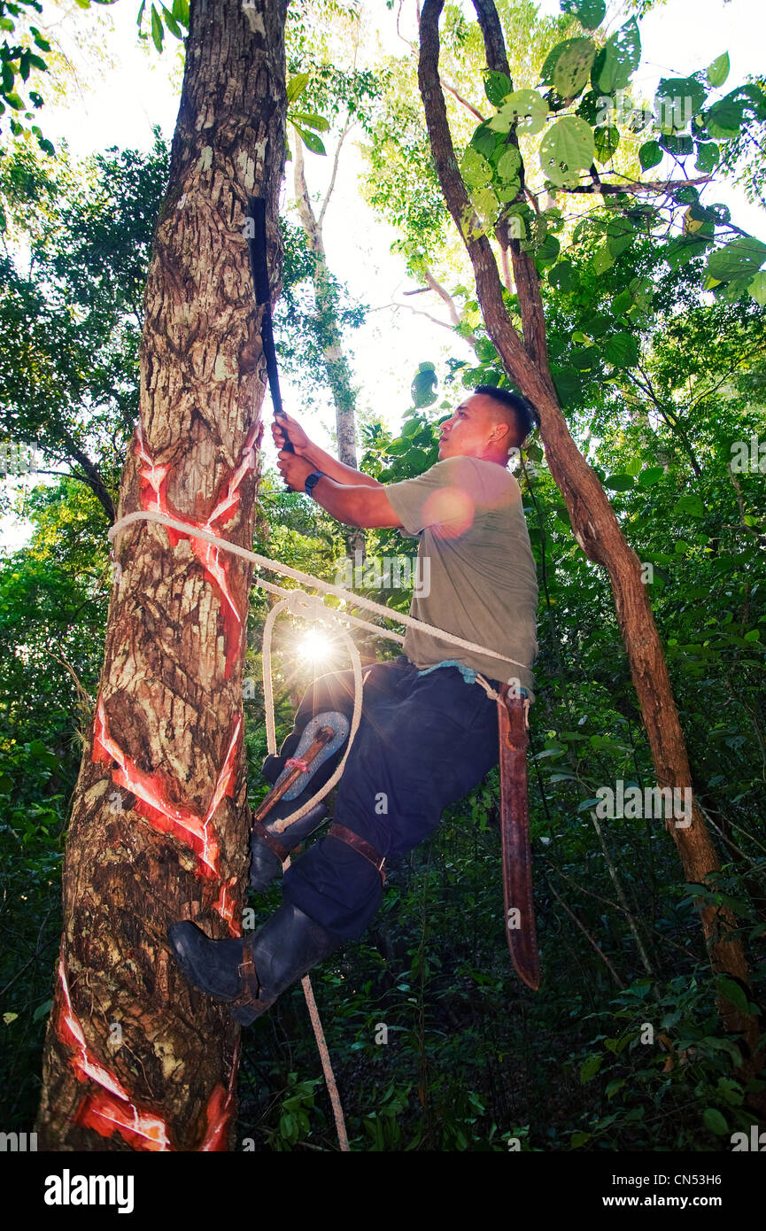 A chicle tapper makes incisions in a tree near the village of Uaxactun ...