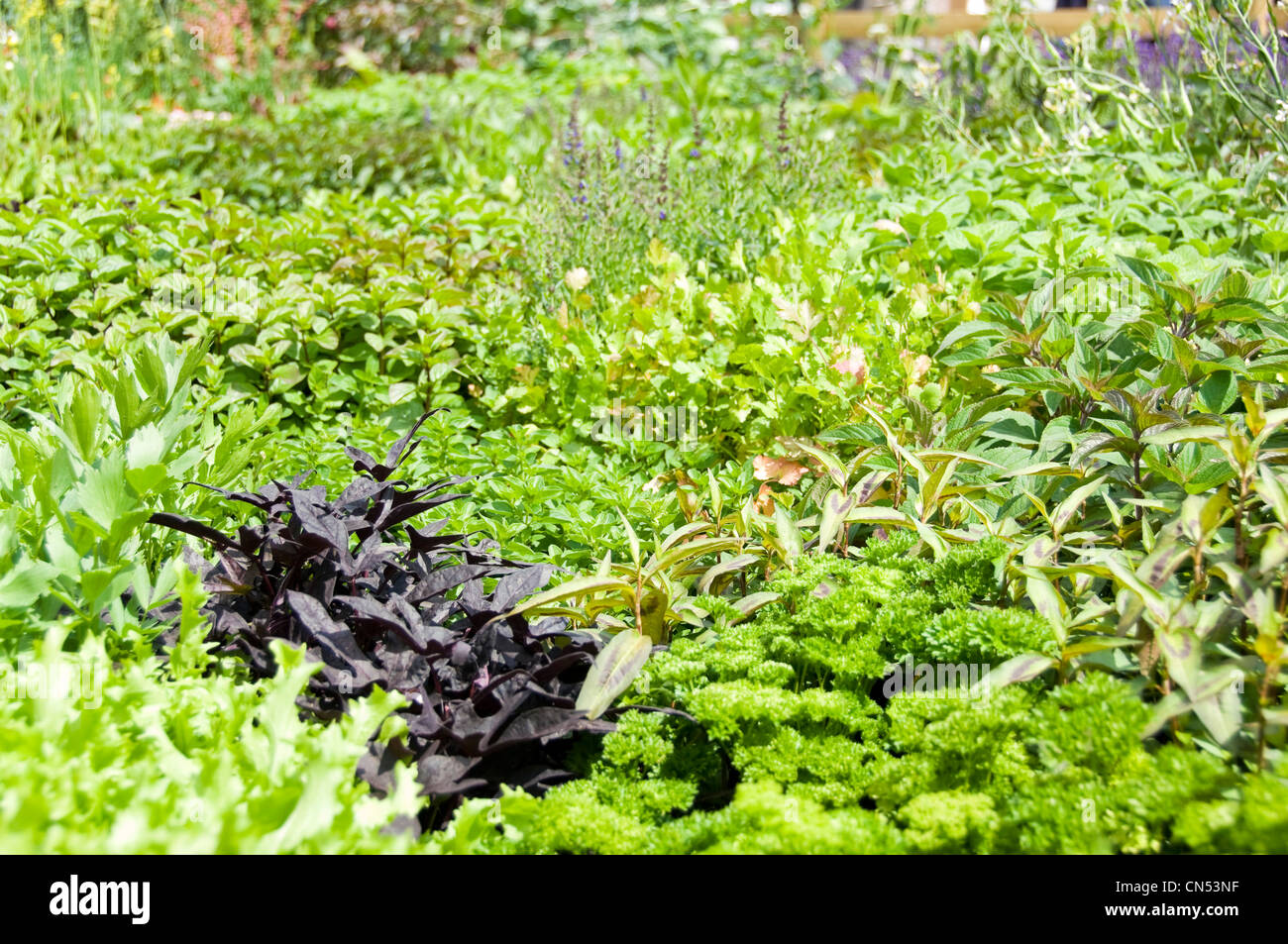 Horizontal close up of an assortment of fresh green herbs growing in a ...