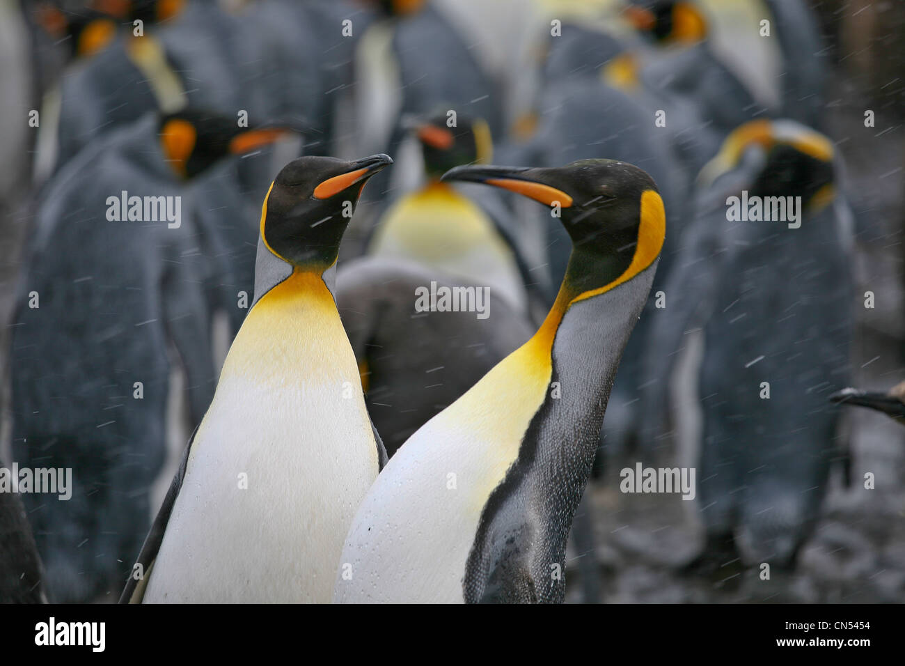 King penguins on Salisbury Plain Stock Photo - Alamy