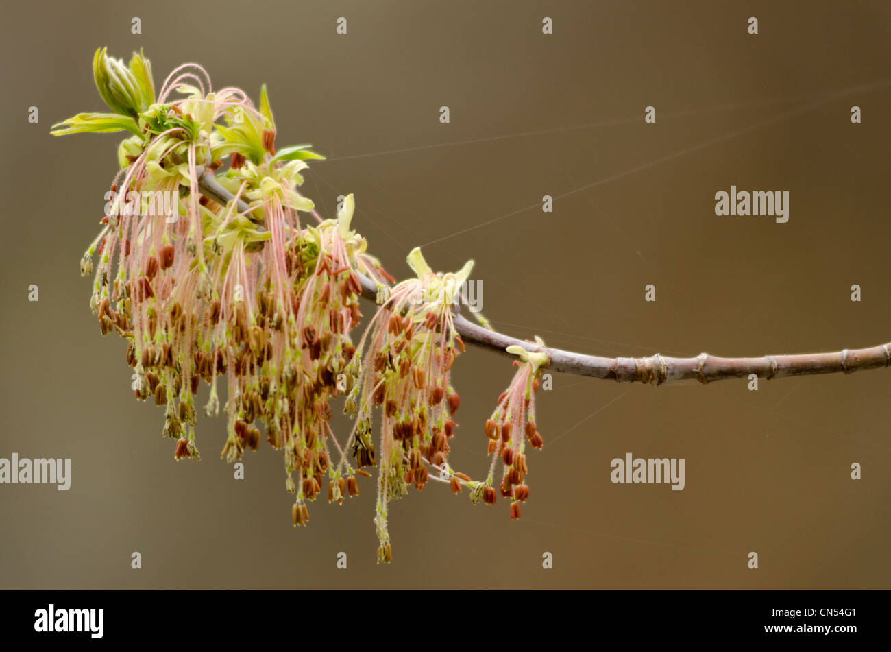 Box elder canyon hi-res stock photography and images - Alamy