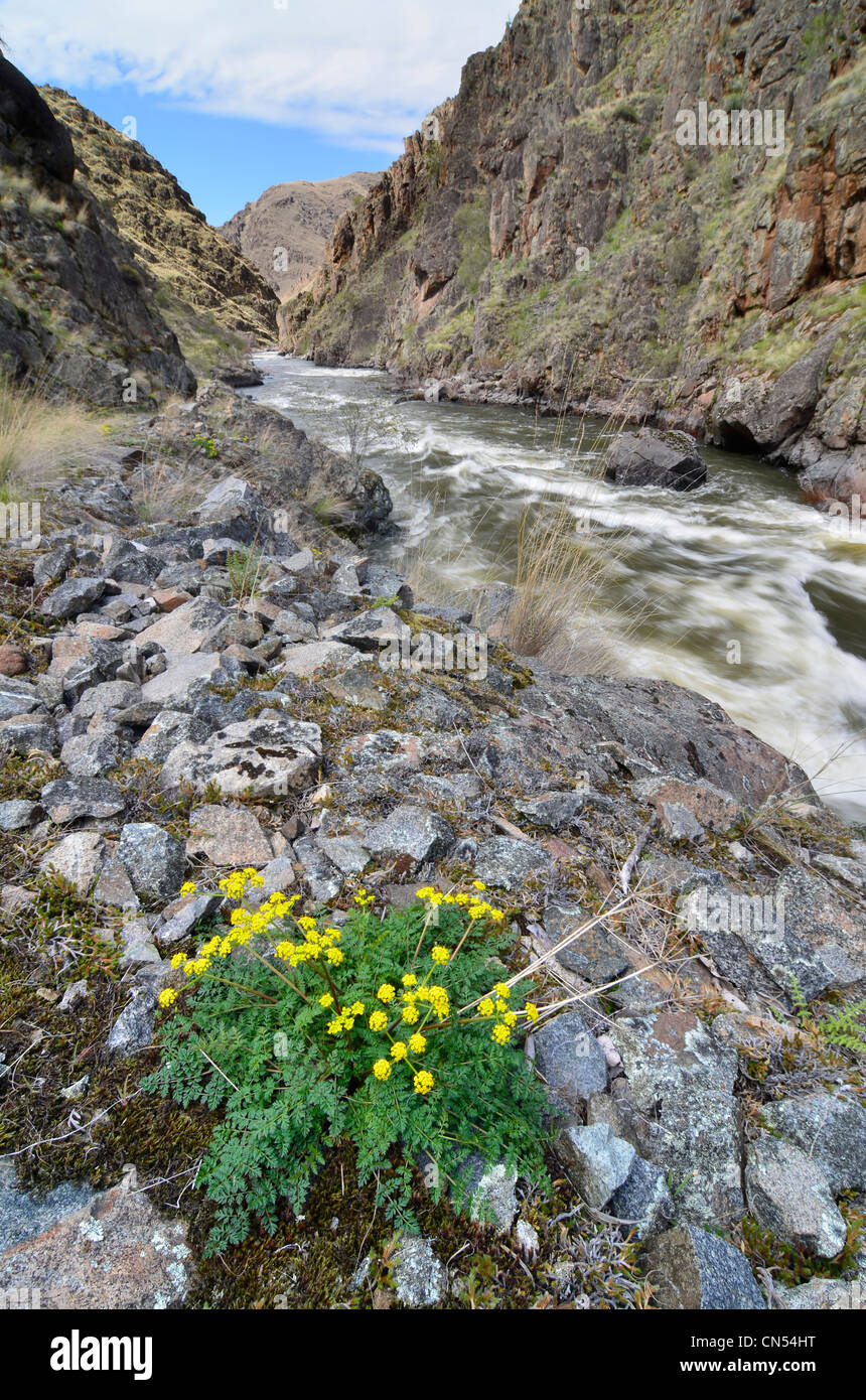 Cous' Biscuitroot flowering on a spring day along the Imnaha River ...