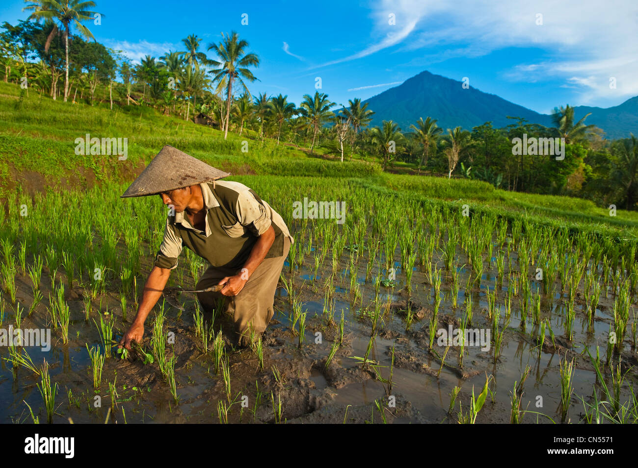 Indonesia, Java, East Java Province, Kawah Ijen volcano area (2500m ...