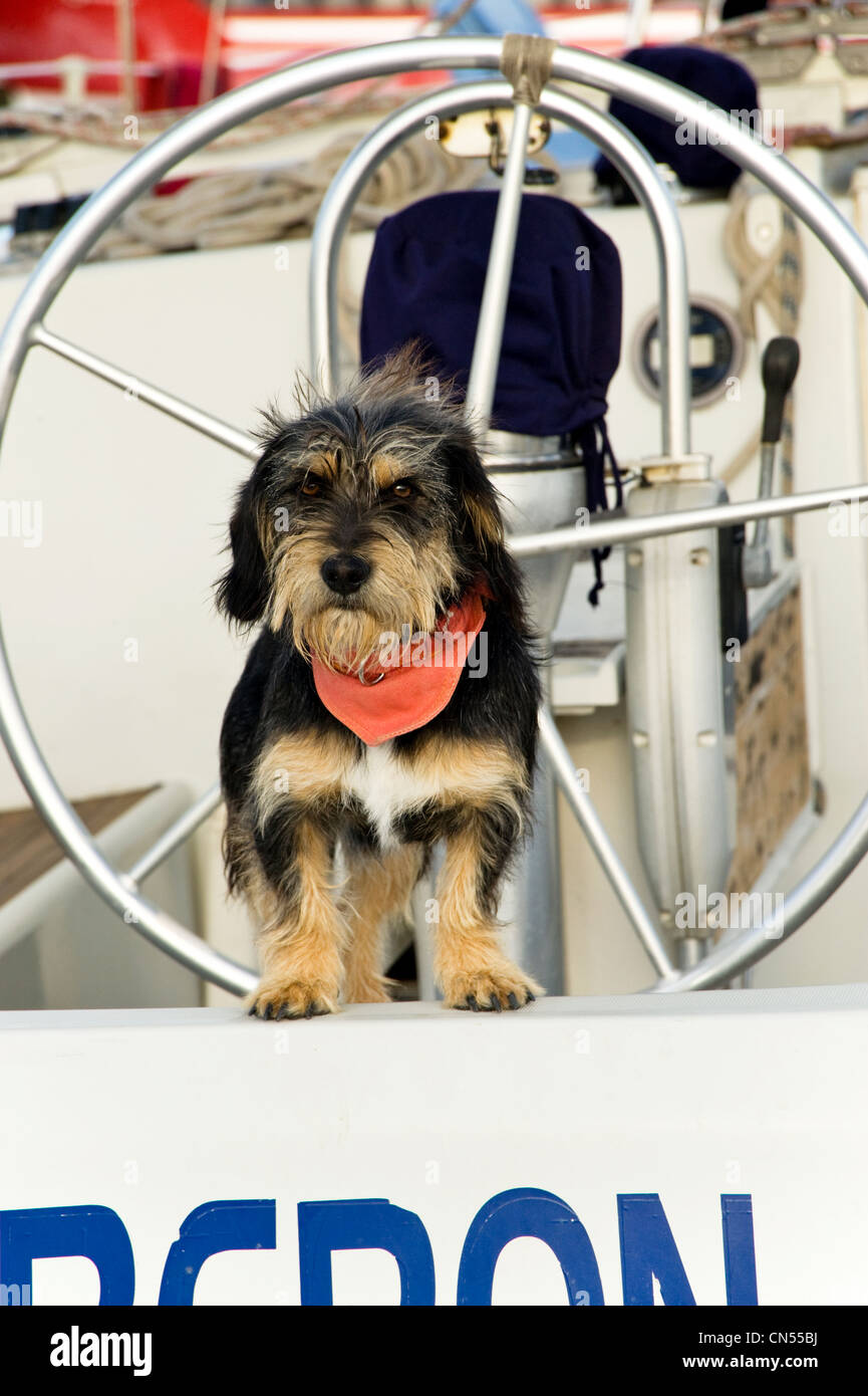 Long haired terrier dog standing on the stern of a yacht looking cute ...