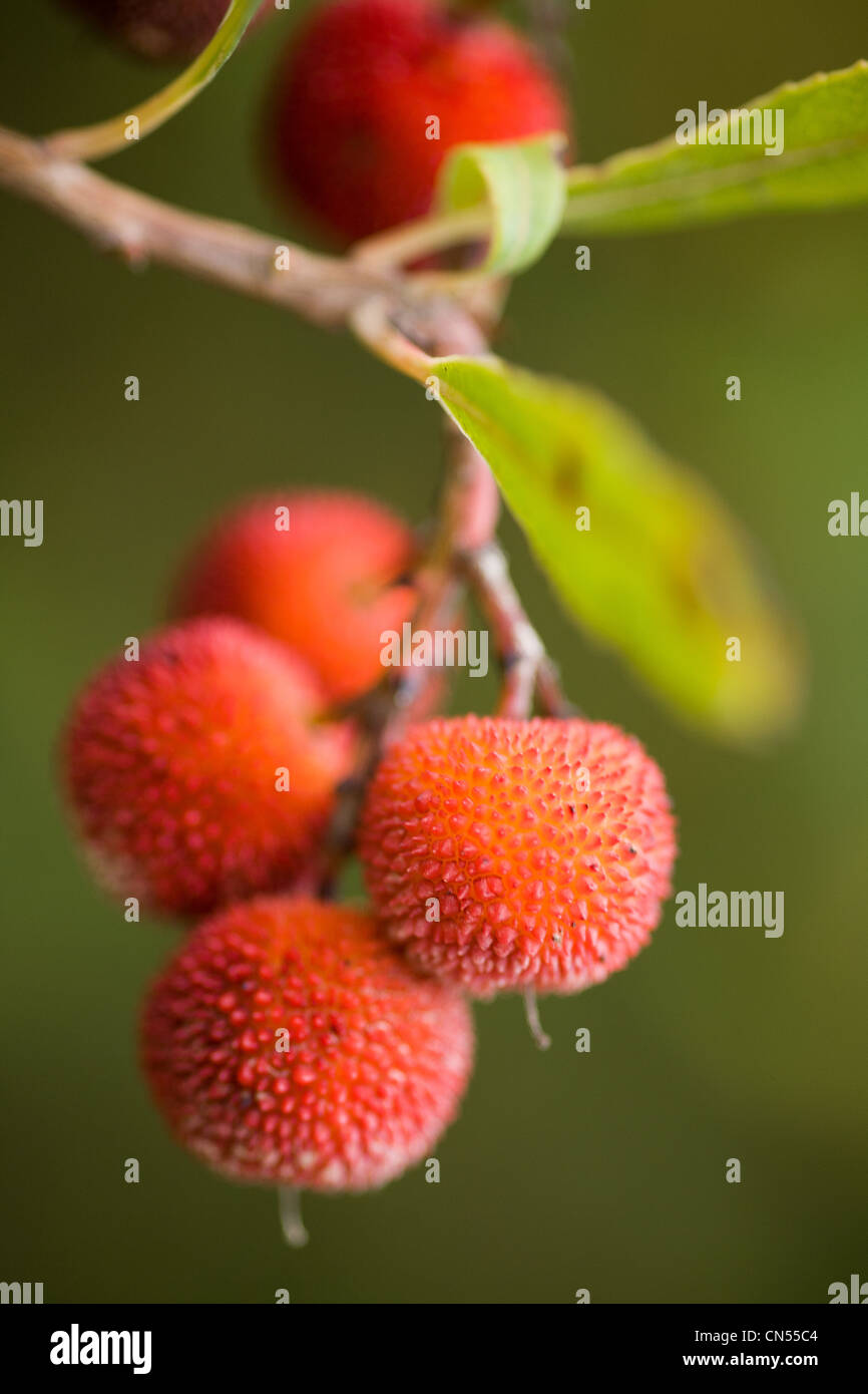 Strawberry tree hi-res stock photography and images - Alamy