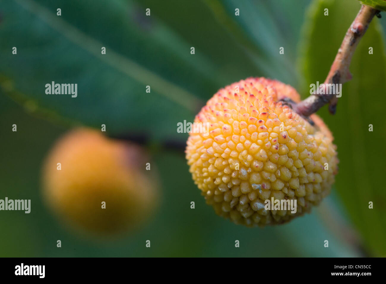 Strawberry tree hi-res stock photography and images - Alamy
