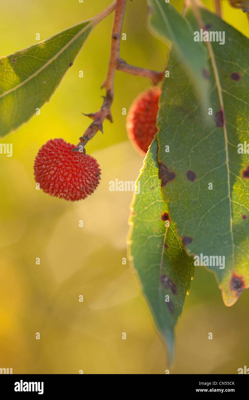 Strawberry tree hi-res stock photography and images - Alamy
