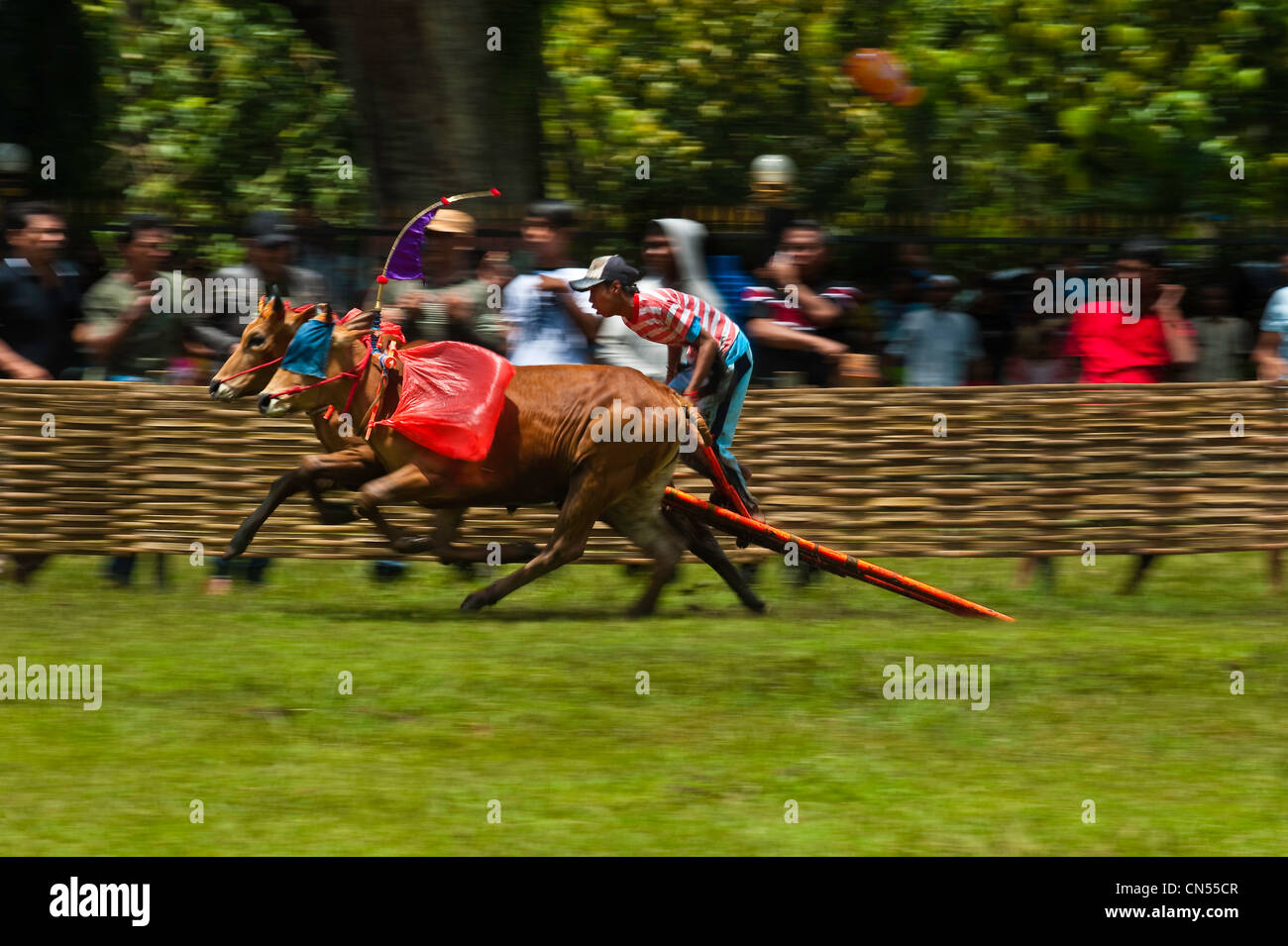 Sapis hi-res stock photography and images - Alamy