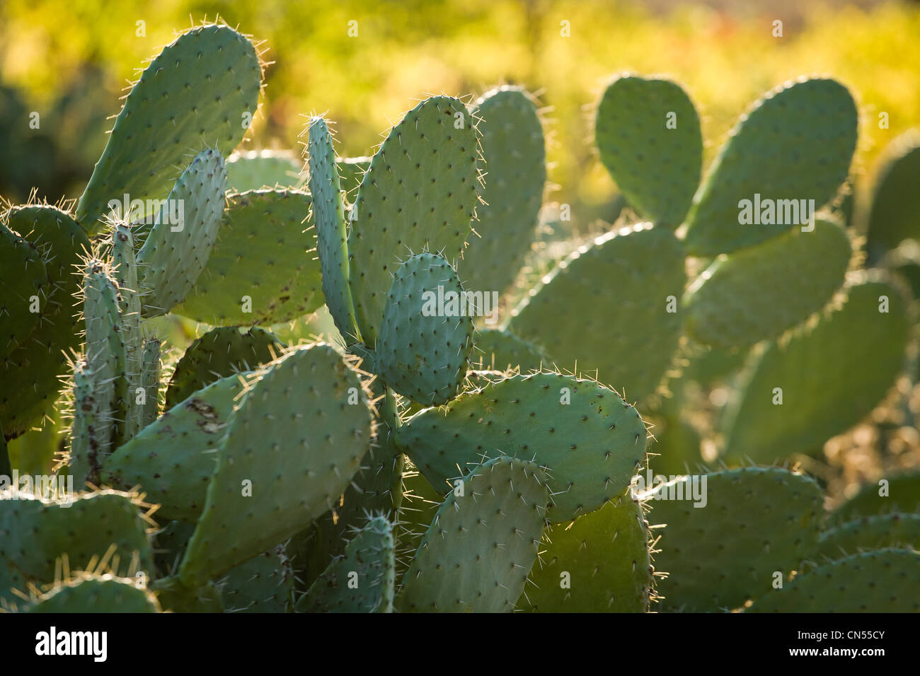 Italy sardinia cactus opuntia ficus indica hi-res stock photography and ...