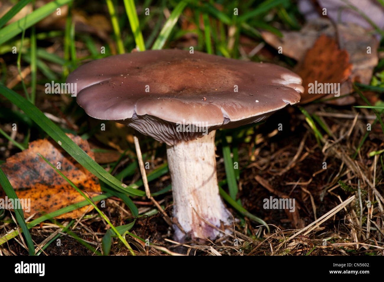 Clitocybe nuda, the blewit mushroom Stock Photo - Alamy