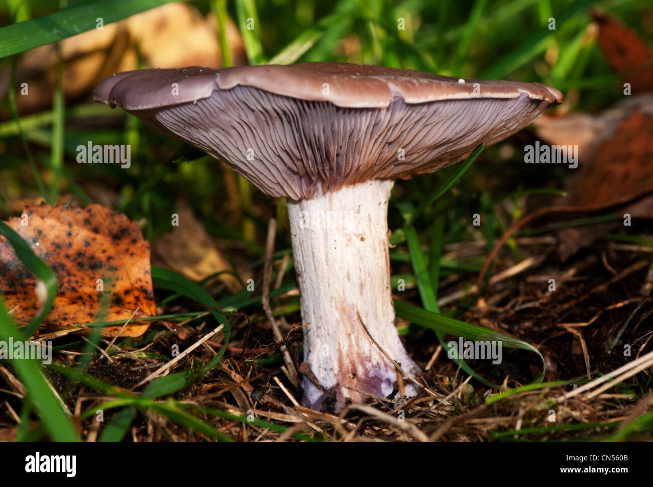 Clitocybe nuda, the blewit mushroom Stock Photo - Alamy