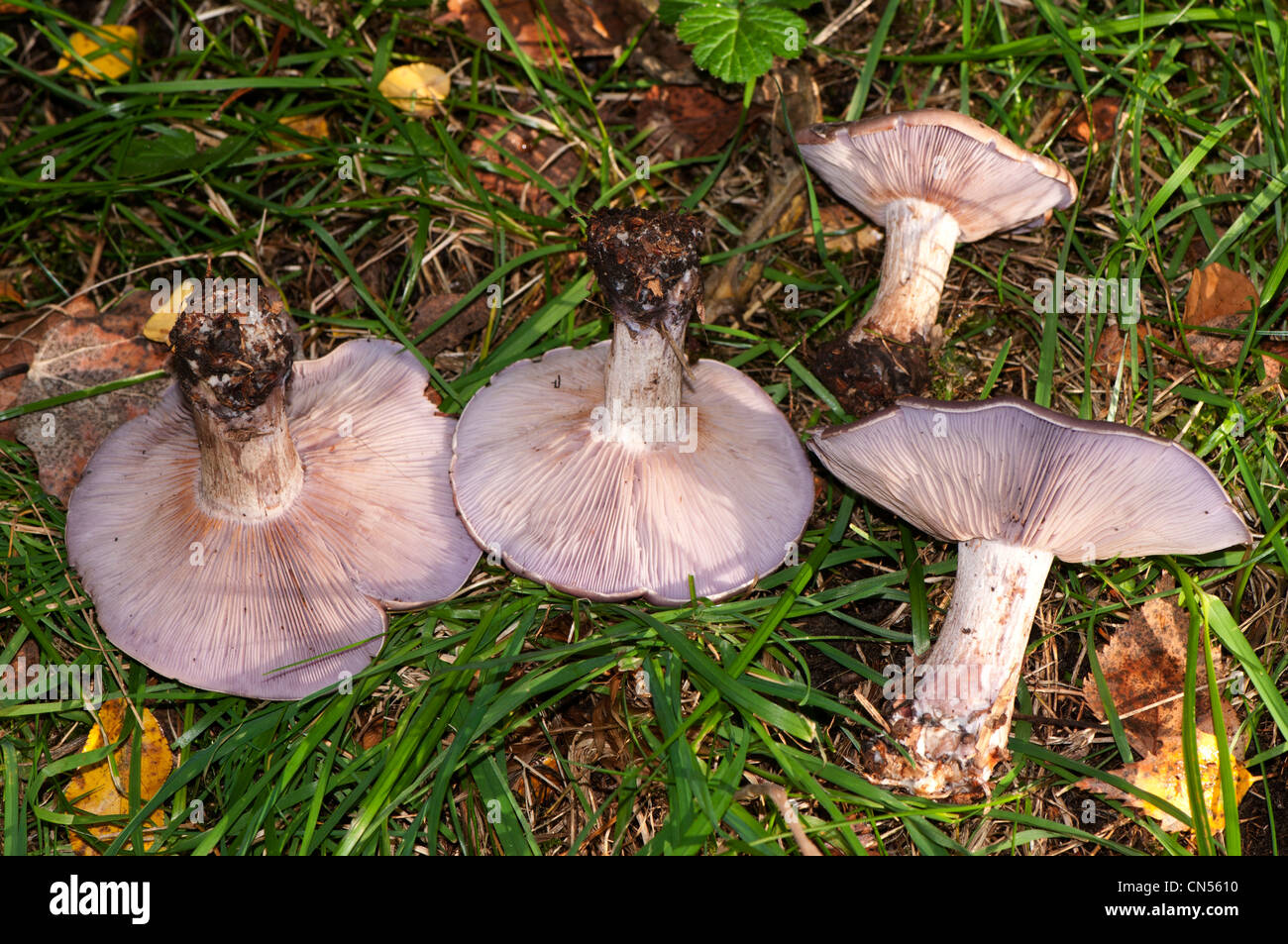Blewit mushroom hi-res stock photography and images - Alamy