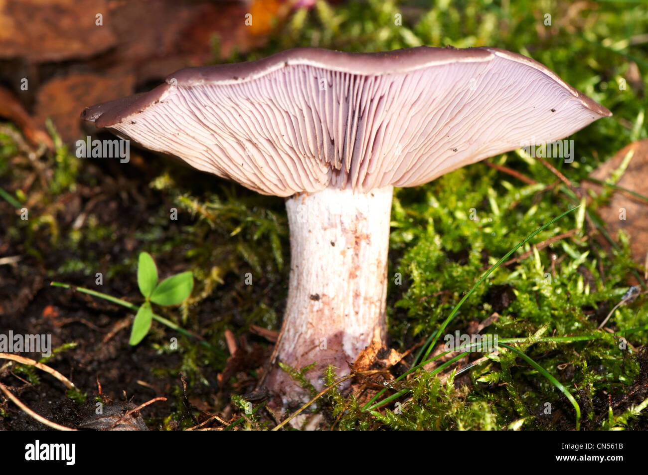 Clitocybe nuda, the blewit mushroom Stock Photo - Alamy