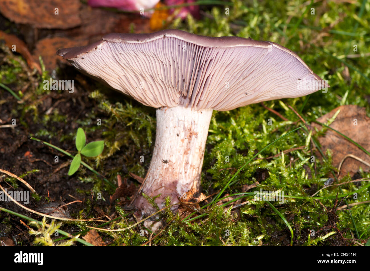 Clitocybe nuda, the blewit mushroom Stock Photo - Alamy