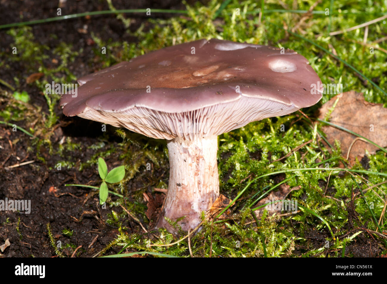 Clitocybe nuda, the blewit mushroom Stock Photo - Alamy