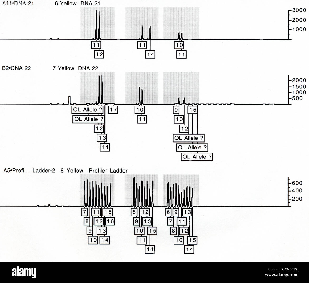 Dna profile str hi-res stock photography and images - Alamy