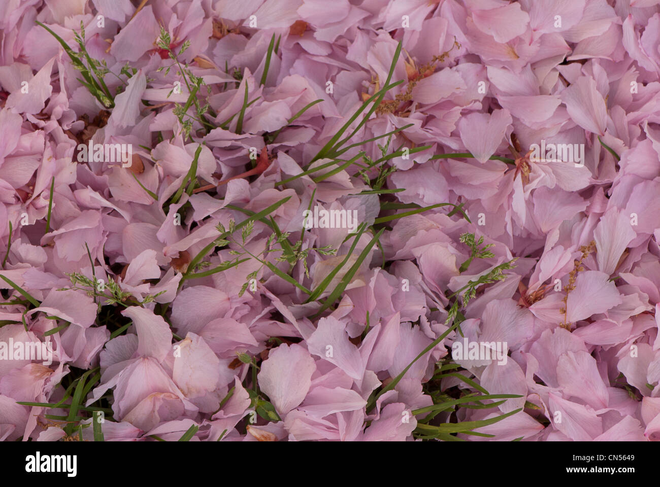Cherry blossom on ground hi-res stock photography and images - Alamy