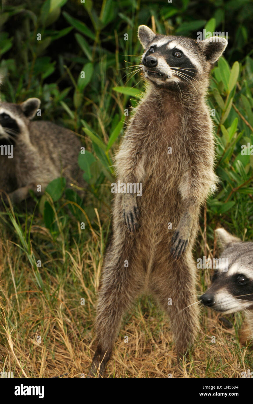 Cozumel raccoon procyon pygmaeus hi-res stock photography and images ...