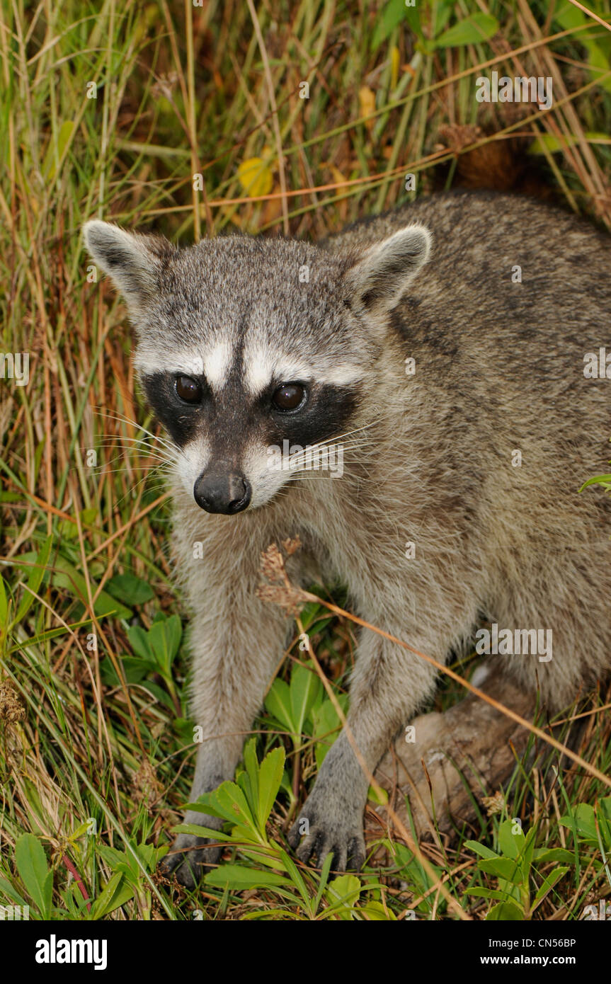 Cozumel raccoon (Procyon pygmaeus Stock Photo - Alamy