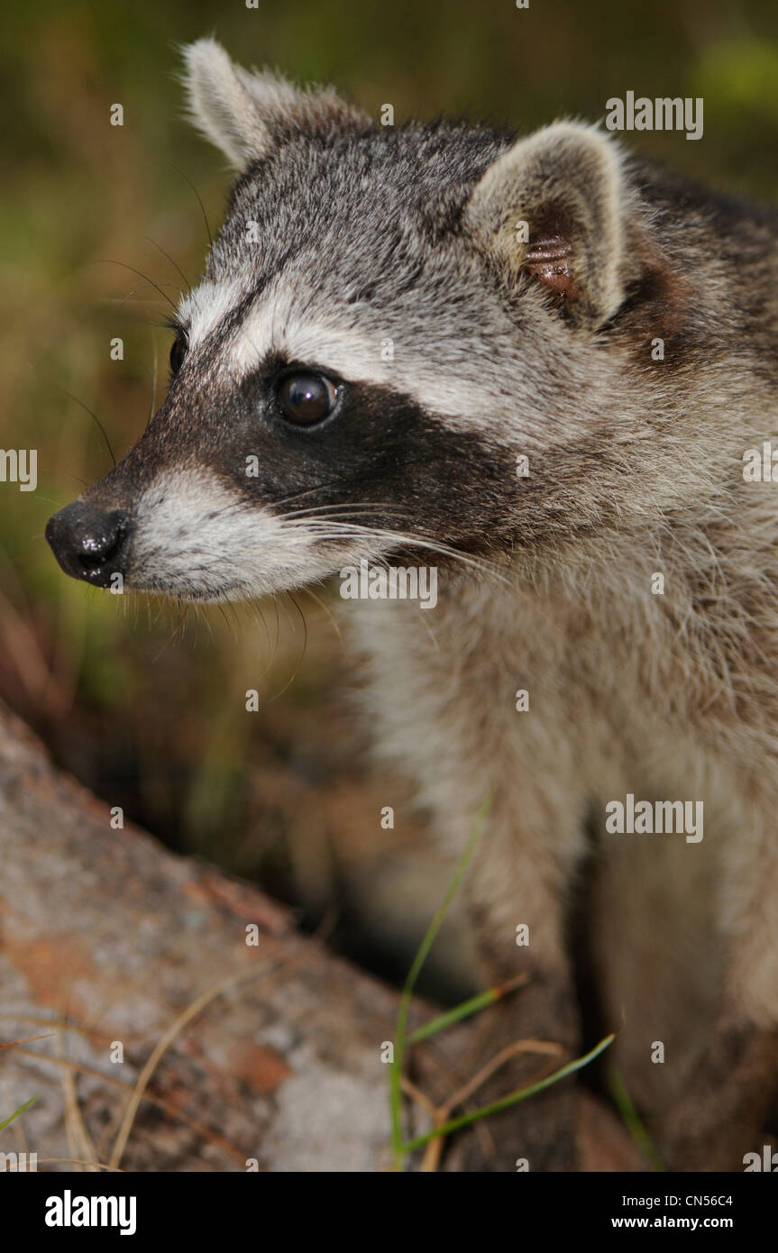 Cozumel raccoon (Procyon pygmaeus Stock Photo - Alamy