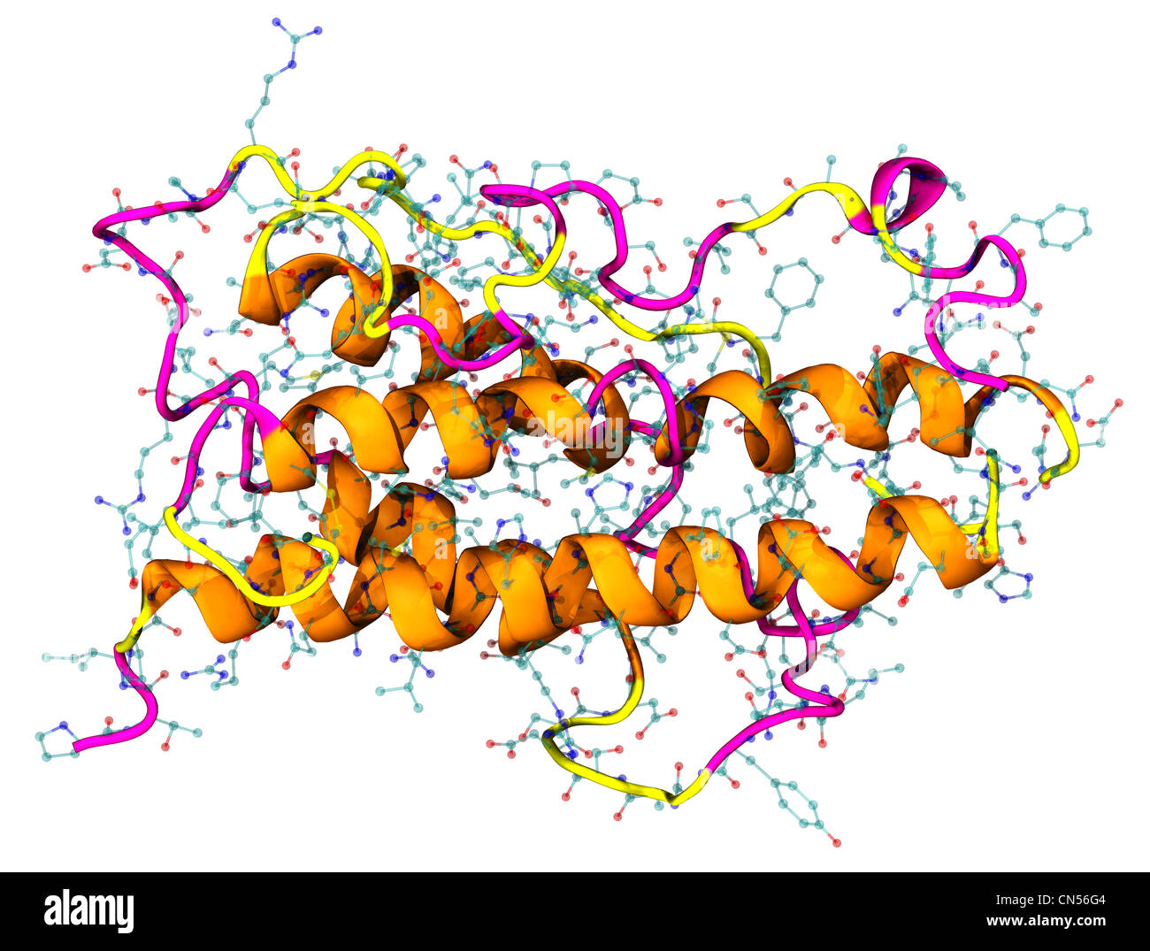 3D molecular model of human growth hormone Stock Photo - Alamy