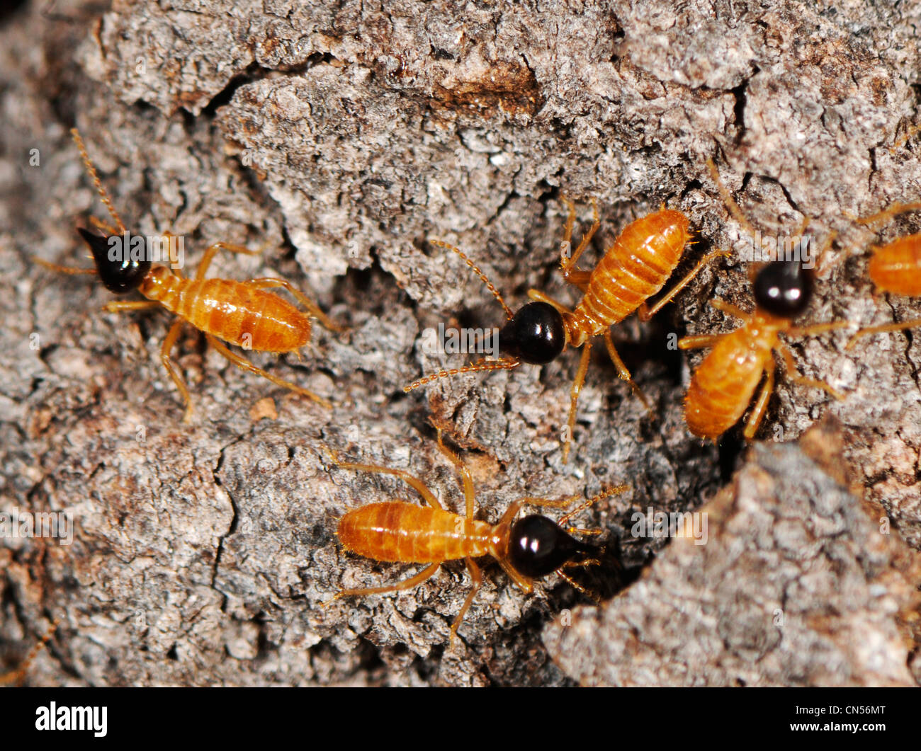 Nasutitermes termites, photographed in Mexico Stock Photo - Alamy