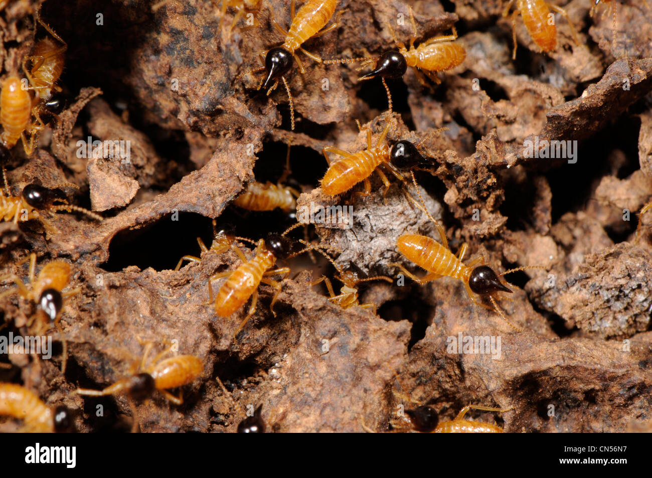 Nasutitermes termites, photographed in Mexico Stock Photo - Alamy
