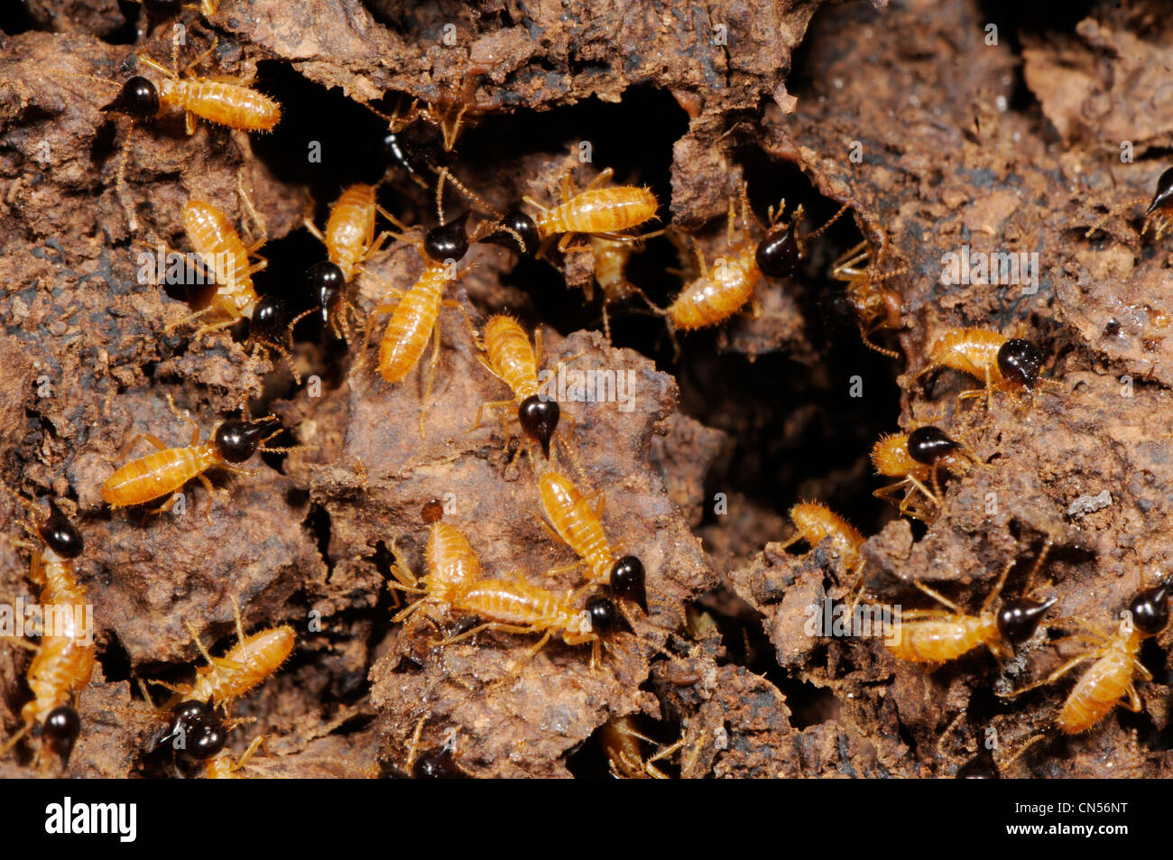 Nasutitermes termites, photographed in Mexico Stock Photo - Alamy