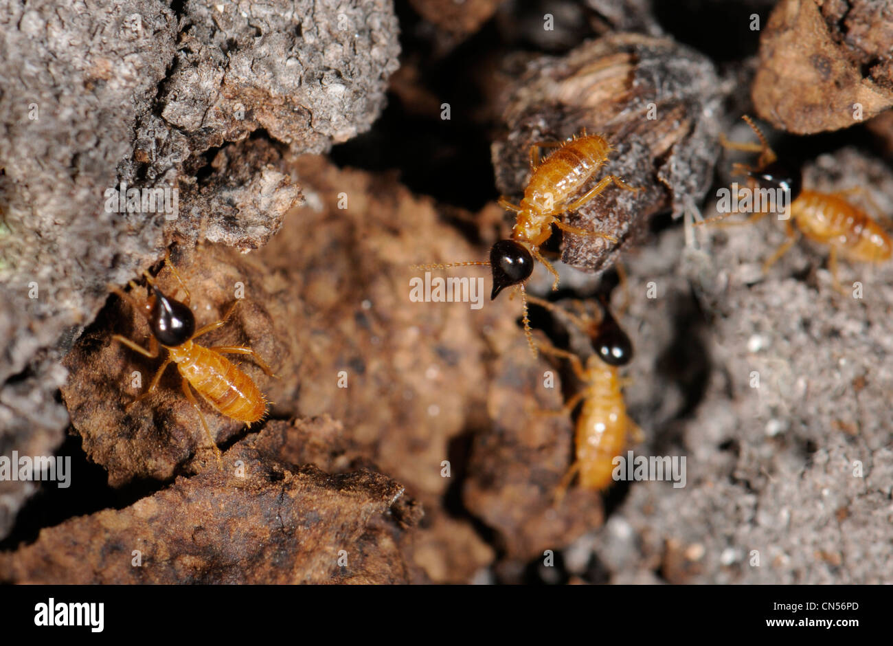 Nasutitermes termites, photographed in Mexico Stock Photo - Alamy