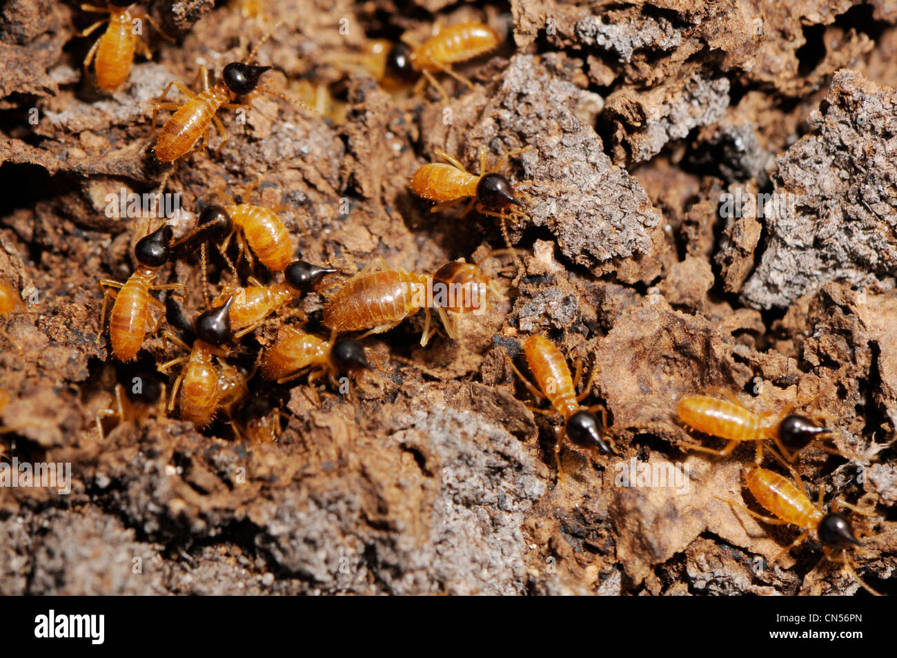 Nasutitermes termites, photographed in Mexico Stock Photo - Alamy