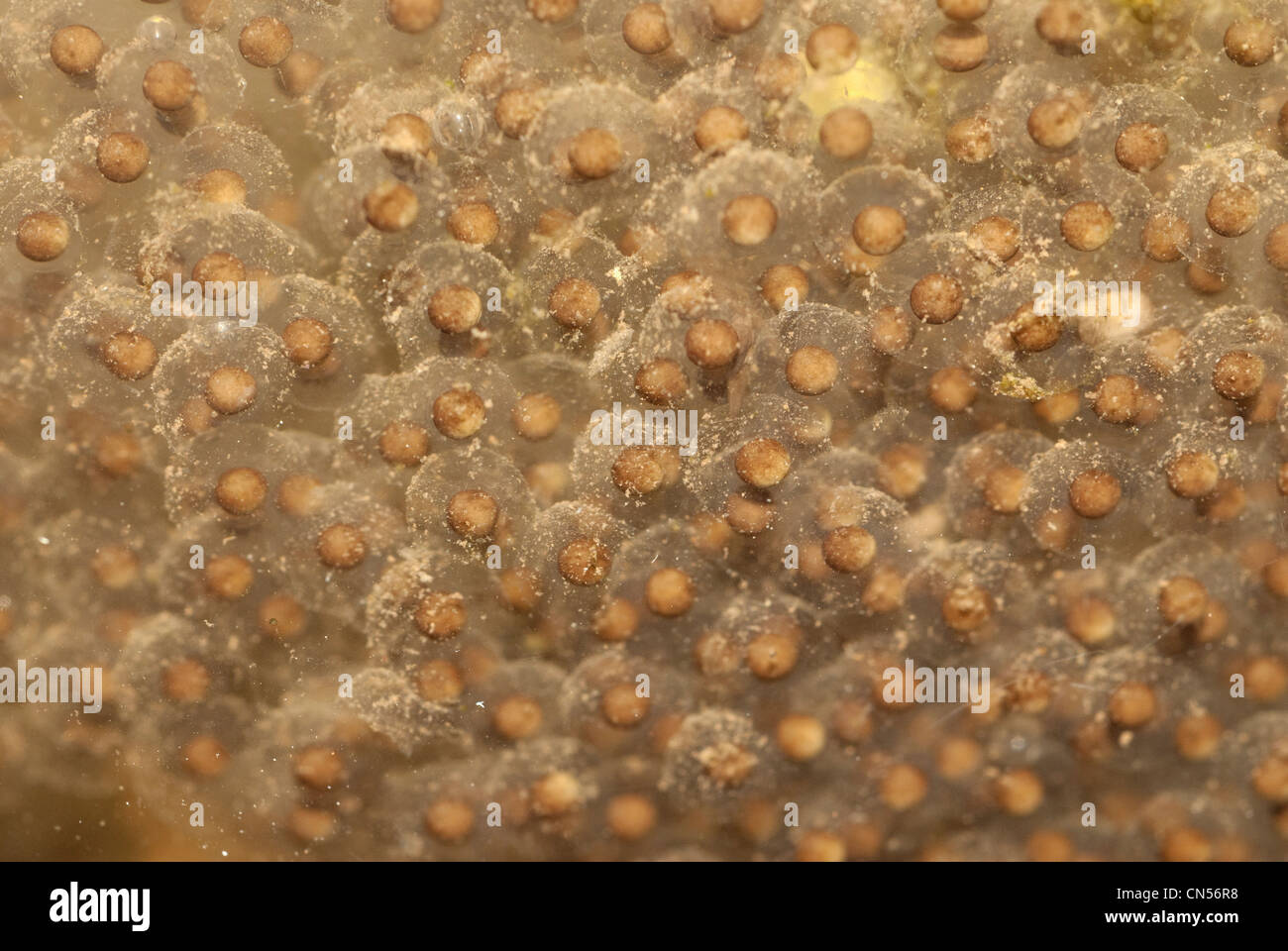 Frog Embryology High Resolution Stock Photography and Images - Alamy