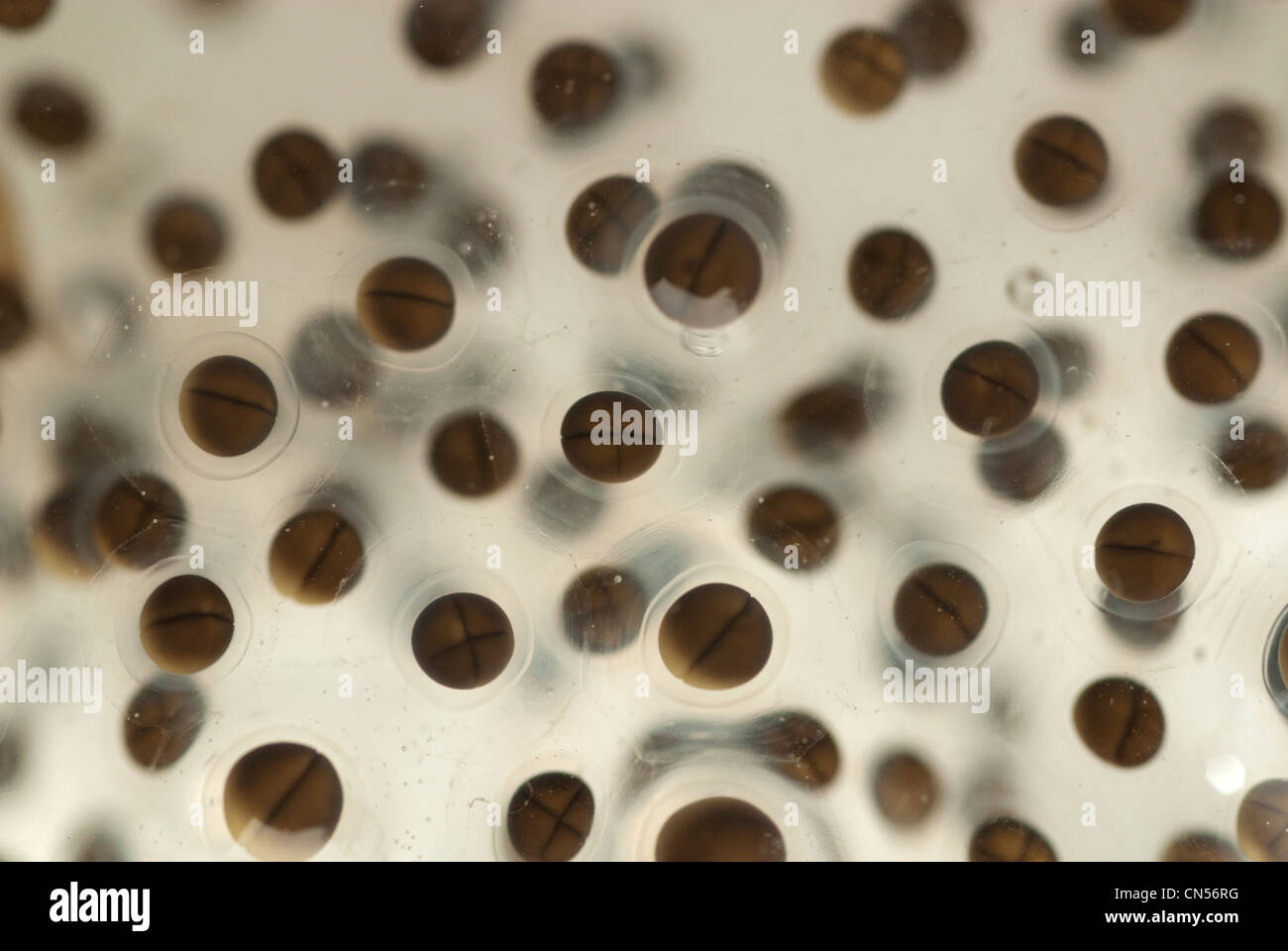 Frog Embryology High Resolution Stock Photography and Images - Alamy