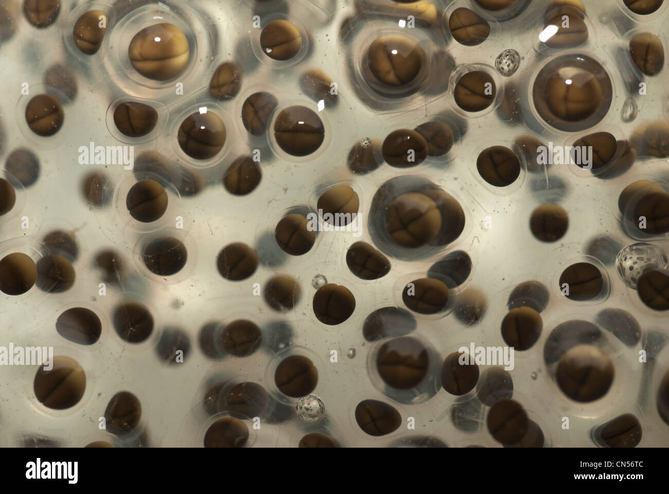 Frog egg High Resolution Stock Photography and Images - Alamy