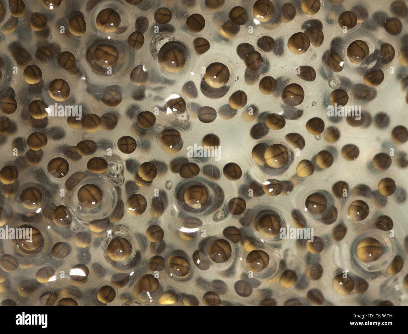 Frog Embryology High Resolution Stock Photography and Images - Alamy