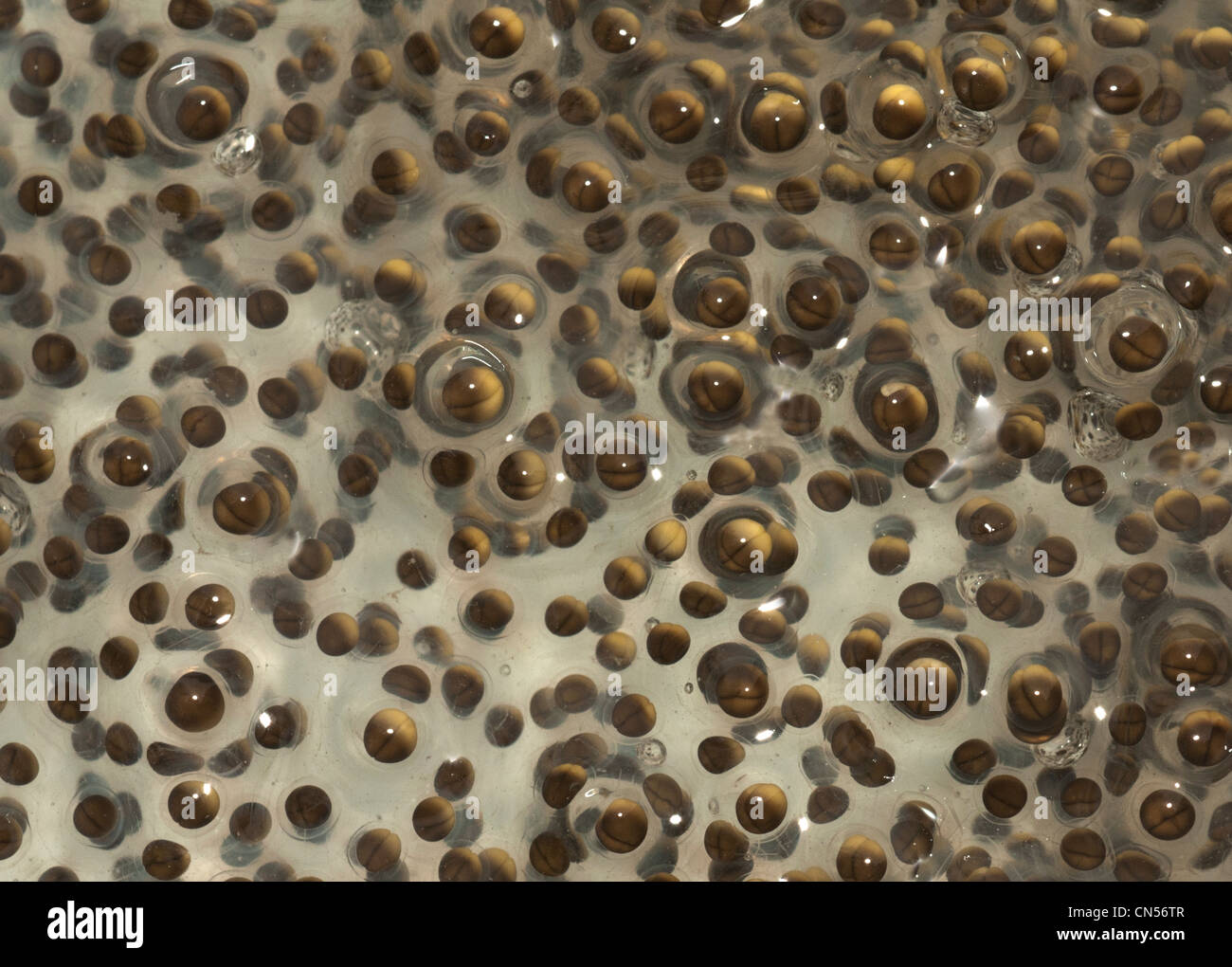 pickerel frog egg mass Stock Photo - Alamy