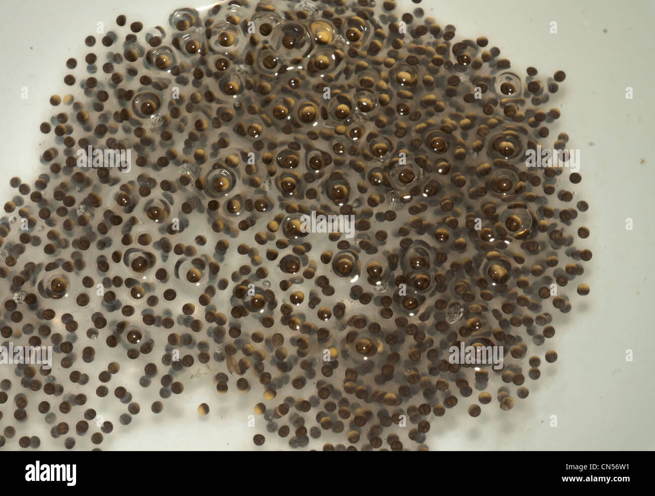 pickerel frog egg mass Stock Photo - Alamy