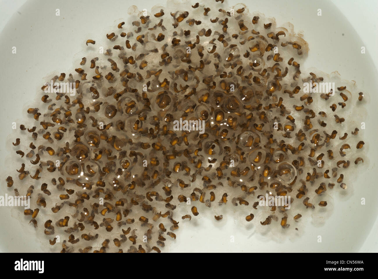 Frog Embryology High Resolution Stock Photography and Images - Alamy