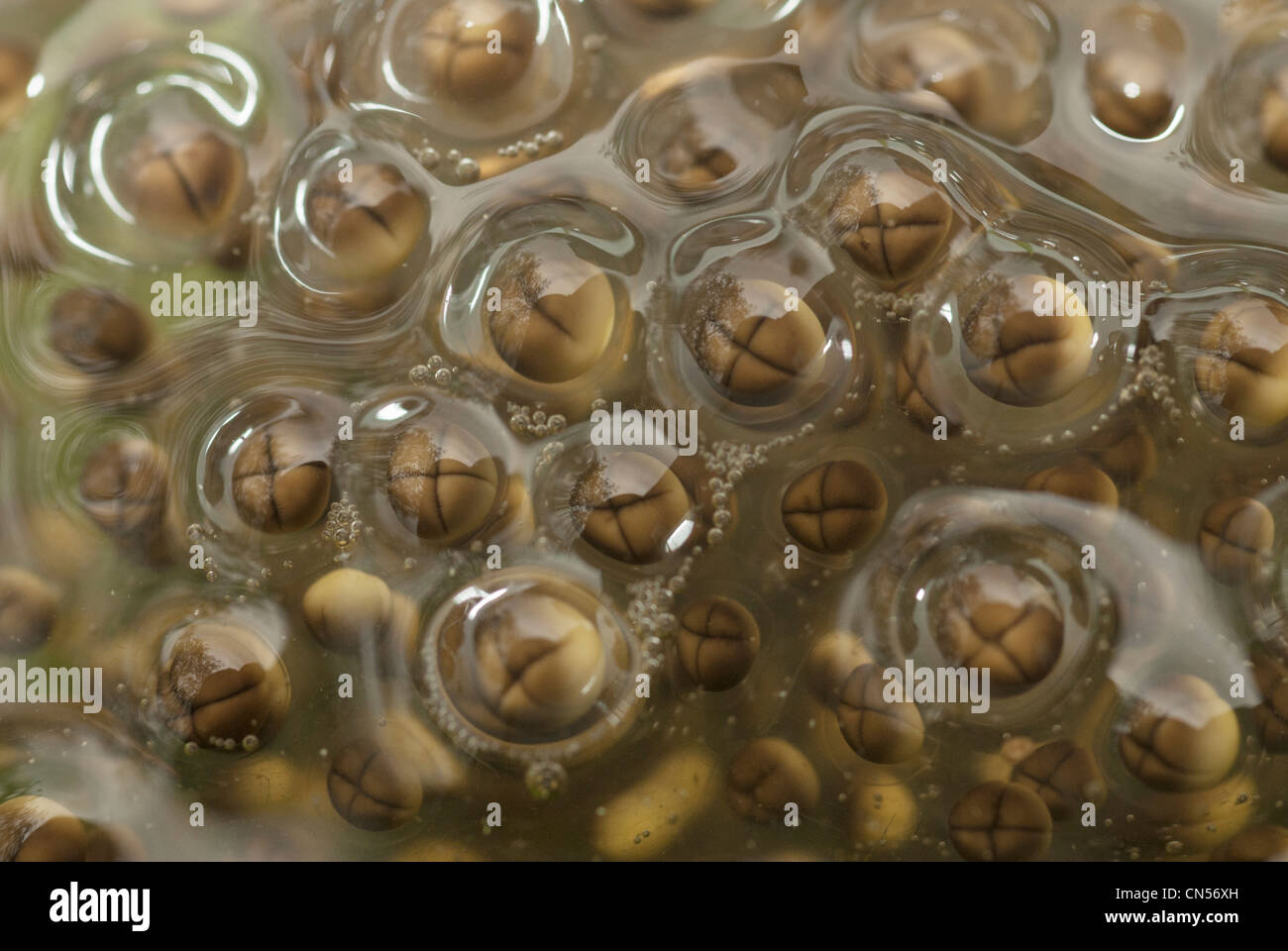 pickerel frog egg mass Stock Photo - Alamy