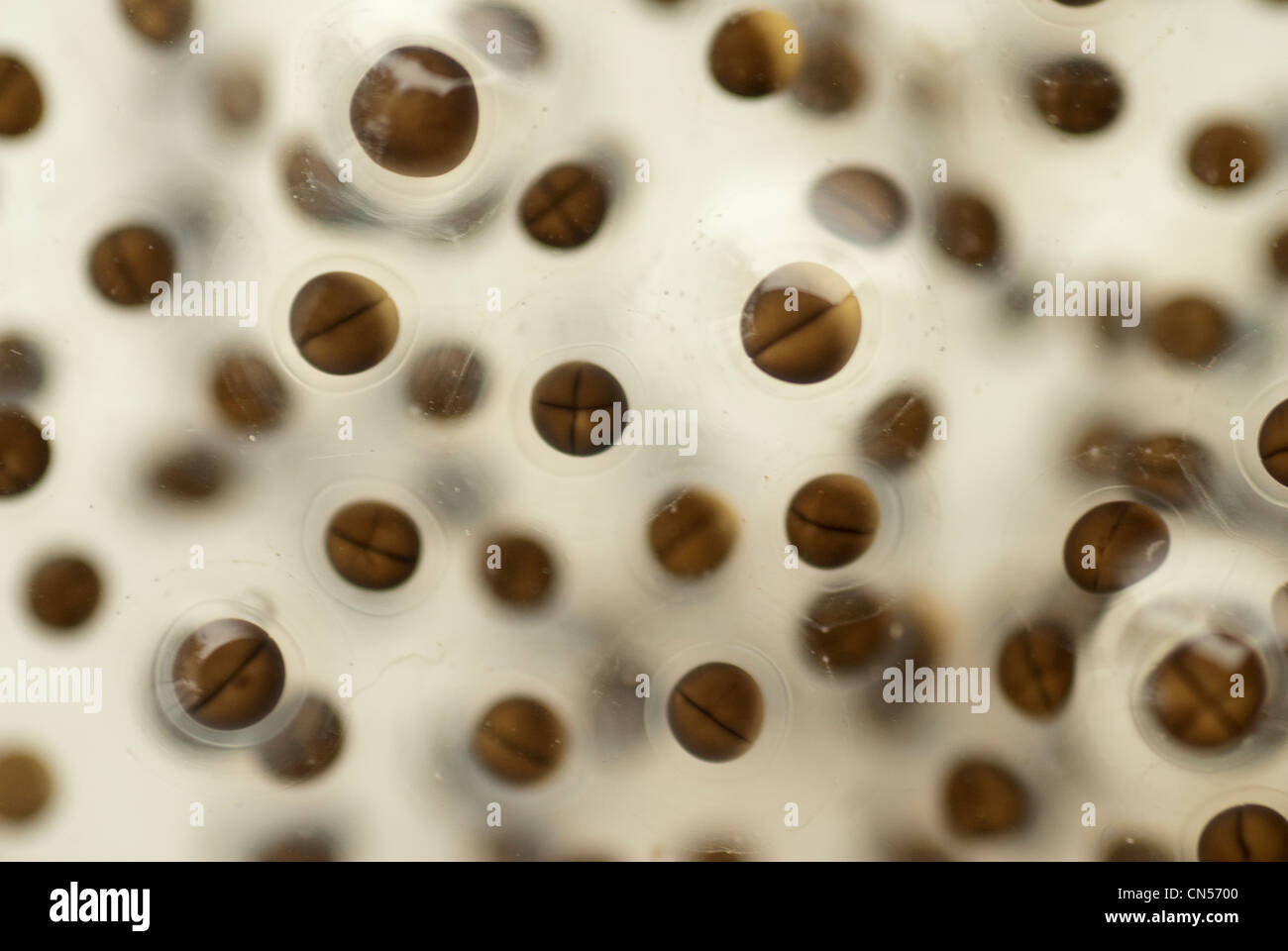 pickerel frog egg mass Stock Photo - Alamy