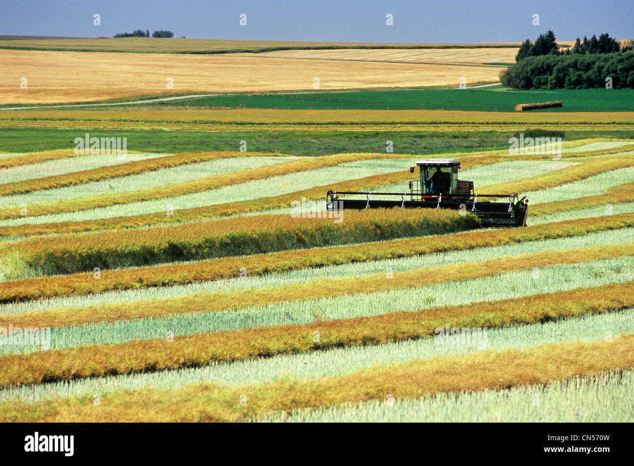 Swathing Canola High Resolution Stock Photography and Images - Alamy