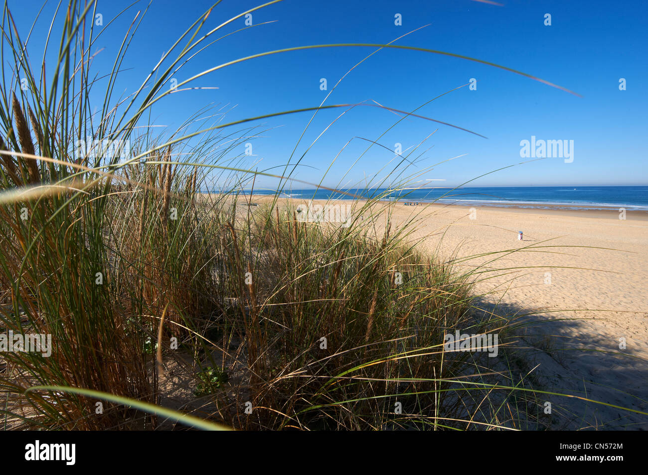 France, Landes, Hossegor, ocean, coast from the Landes Stock Photo - Alamy